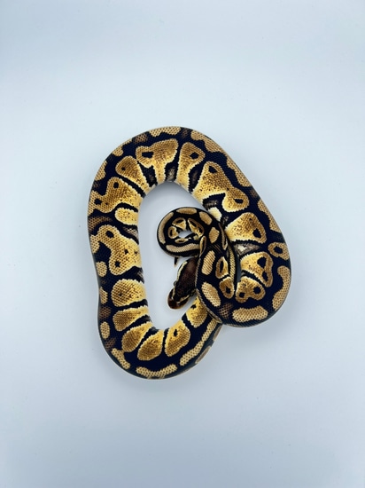 Pastel 66% DH Hypo Clown Ball Python by Synergy Reptiles