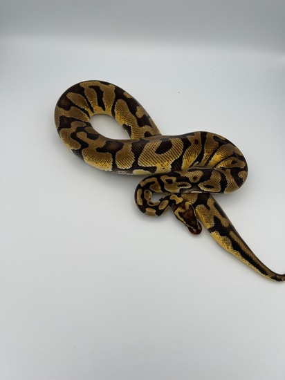 Enchi Orange Dream 100% Het DG/RTB Ball Python by Synergy Reptiles