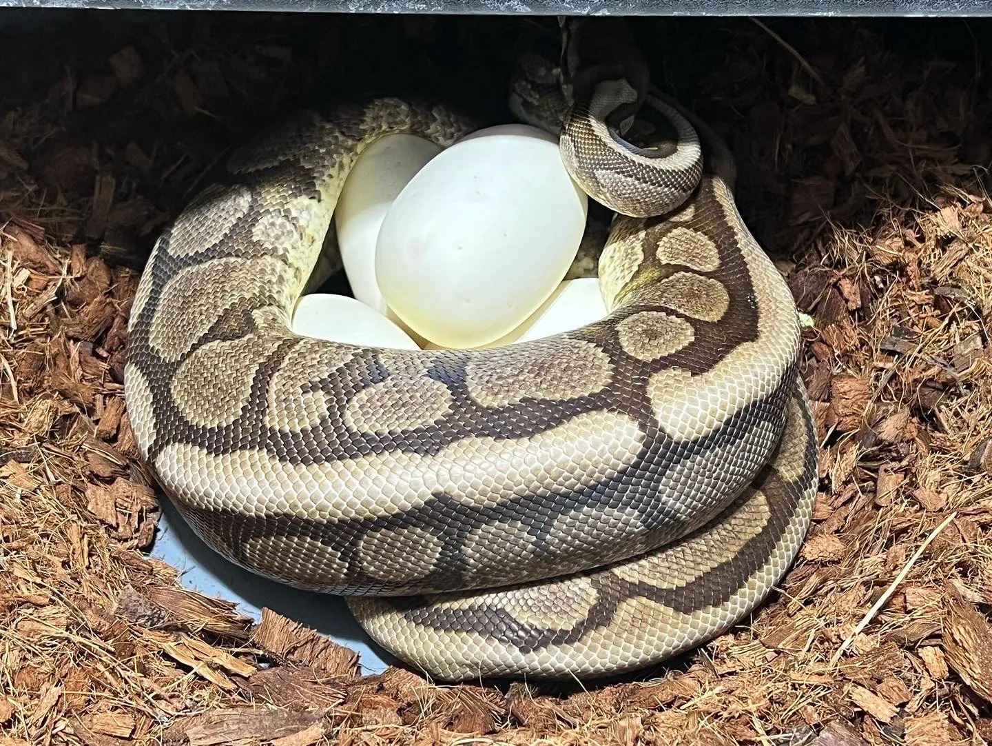 Proven Cinnamon Mahogany Spider Ball Python by Ball Dazzled - MorphMarket