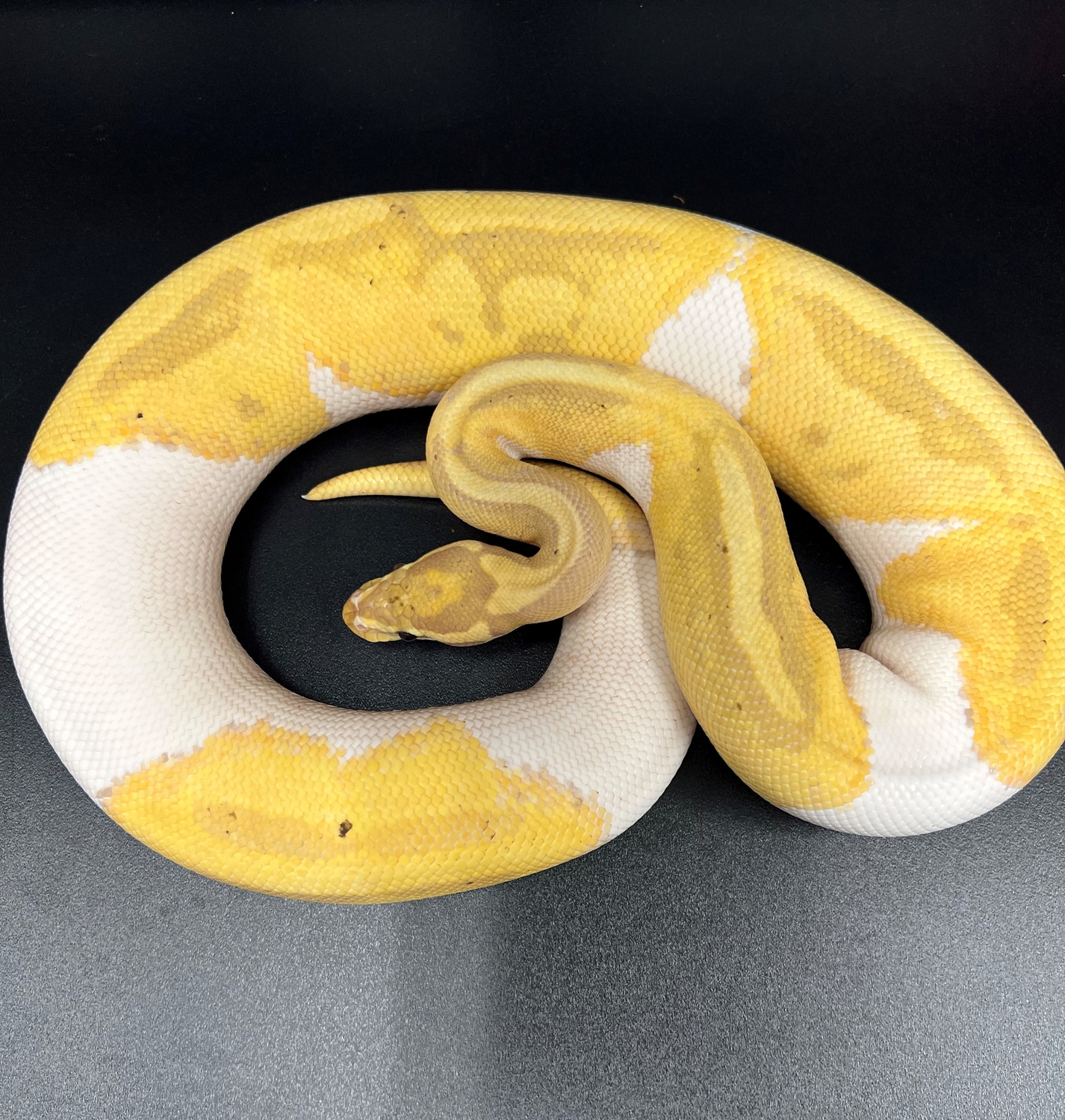 Banana Fire Pied Ball Python by Ball Dazzled - MorphMarket