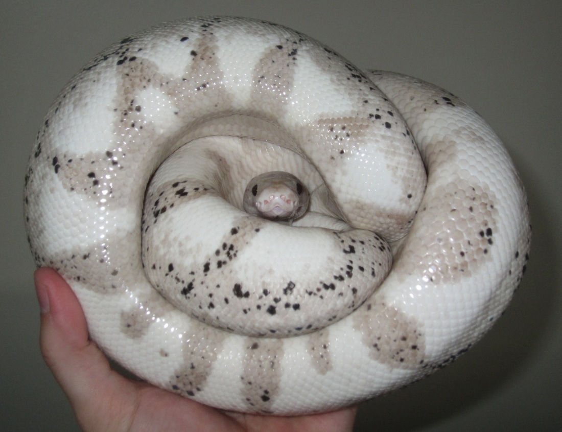 Funky Male Ball Python by Under The Radar Reptiles - MorphMarket