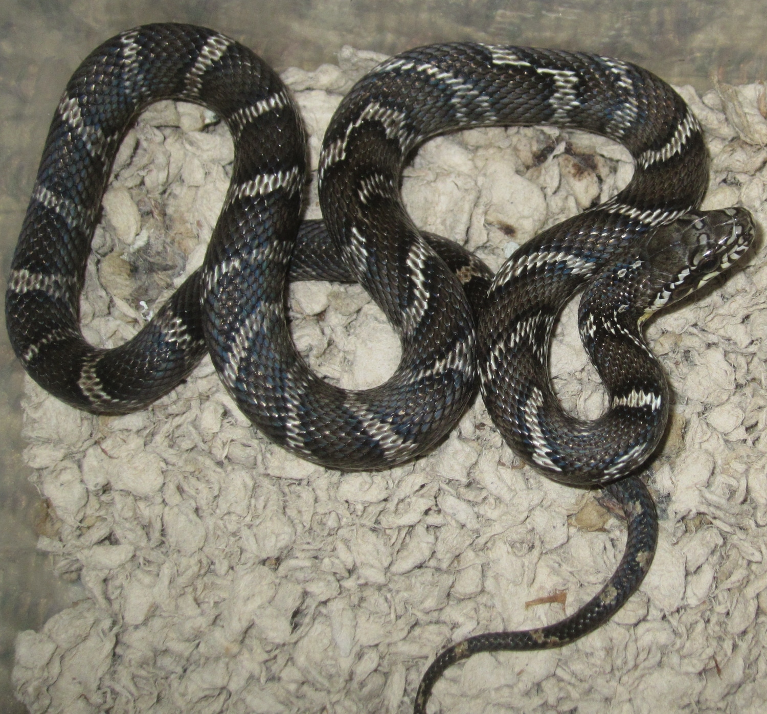 1.1 Elaphe Schrencki Double Hets Other Rat Snake by Under The Radar ...