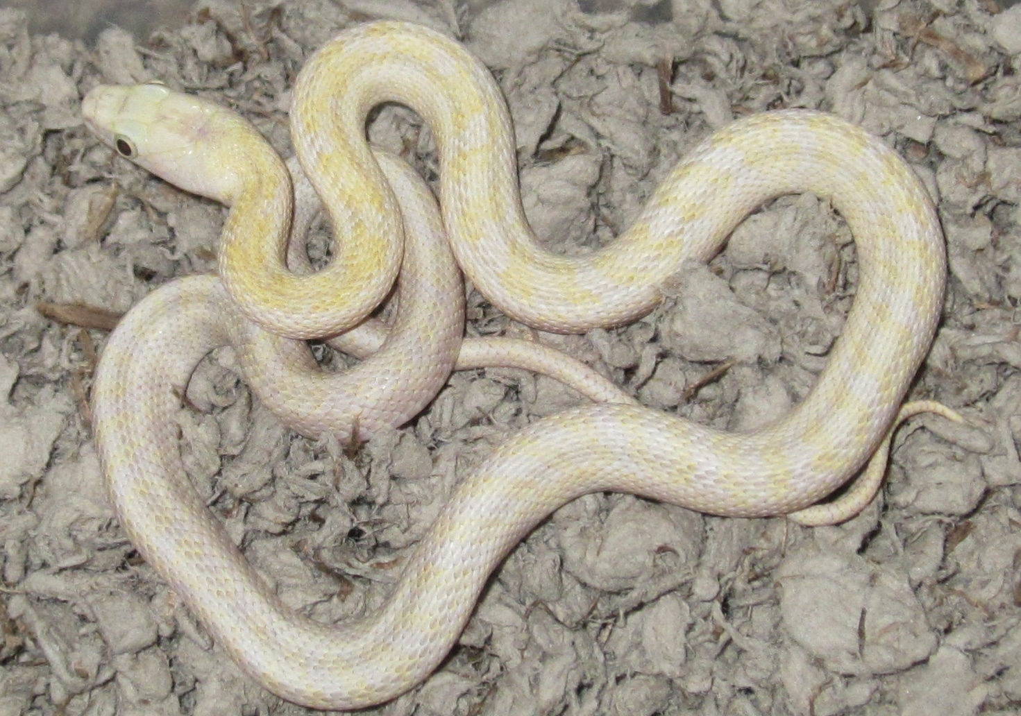 Lemon Rat Yearling Other Rat Snake by Under The Radar Reptiles ...