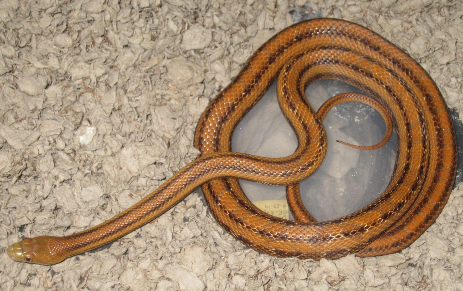 Polk X Osceola County Other Rat Snake by Under The Radar Reptiles ...