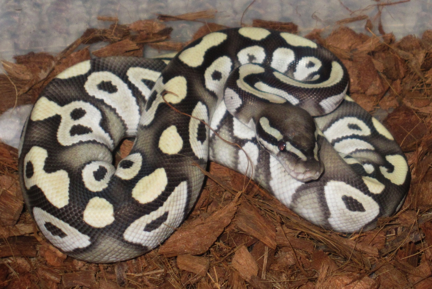 Mojave Desert Ghost Ball Python by Under The Radar Reptiles - MorphMarket