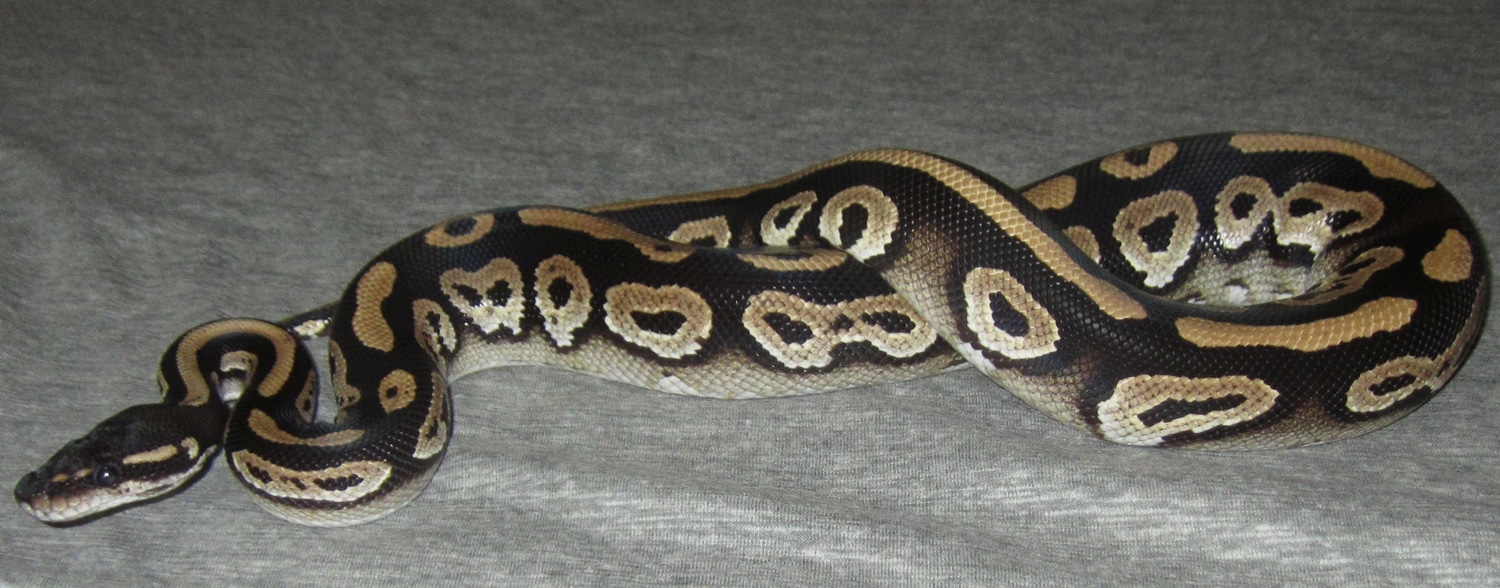 BH Mystic Ringer Gene Ball Python by Under The Radar Reptiles - MorphMarket