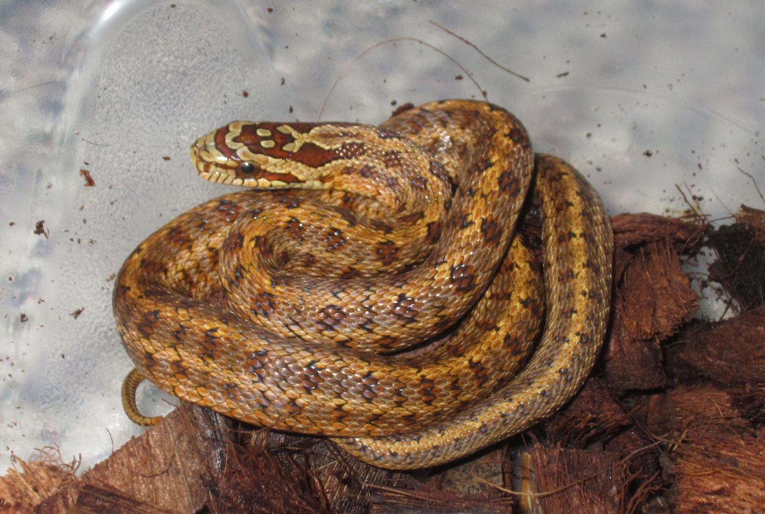 Elaphe Dione Female Other Rat Snake by Under The Radar Reptiles ...