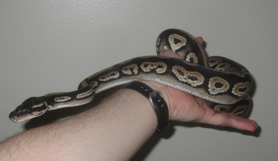 BH Mystic Ringer Gene Ball Python by Under The Radar Reptiles