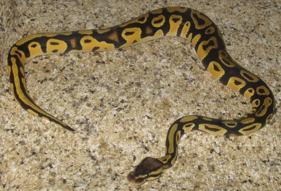 New Gene? Ball Python by Under The Radar Reptiles