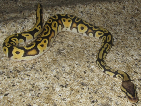 New Gene? Ball Python by Under The Radar Reptiles