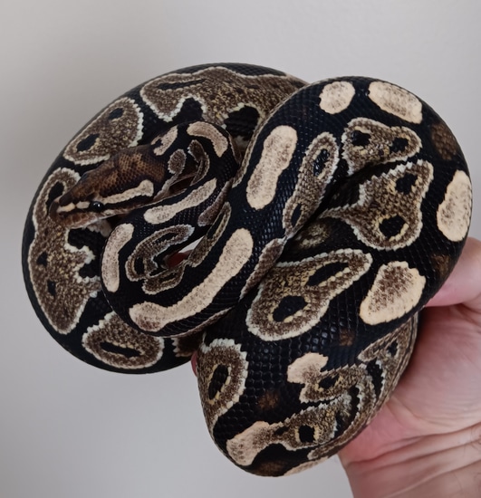 White Lace Ball Python by Under The Radar Reptiles