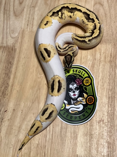 Firefly Pied Ball Python by Sugar Skull Serpents