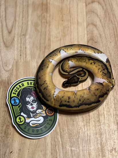 Pied Ball Python by Sugar Skull Serpents