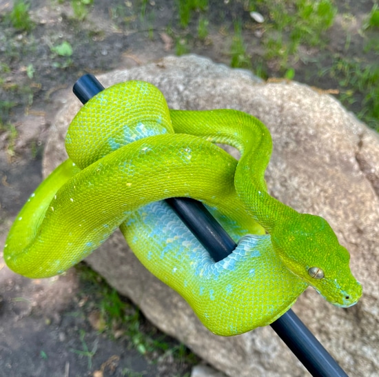 Aru Green Tree Python by KW Reptiles