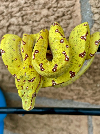 Biak X Manokwari Green Tree Python by KW Reptiles