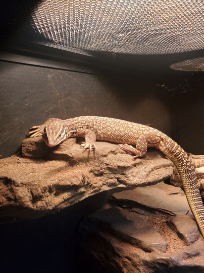 Red/Yellow Ackie Monitor by Aurora Borealis Reptile