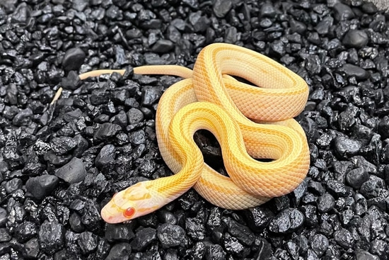 Butter Stripe Corn Snake by Kingdom of Corn Snakes