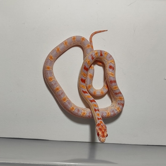 Extreme Reverse Okeetee Corn Snake by Kingdom of Corn Snakes
