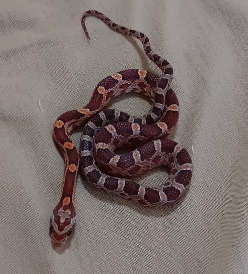 Classic Corn Snake by Kevin’s Snakes