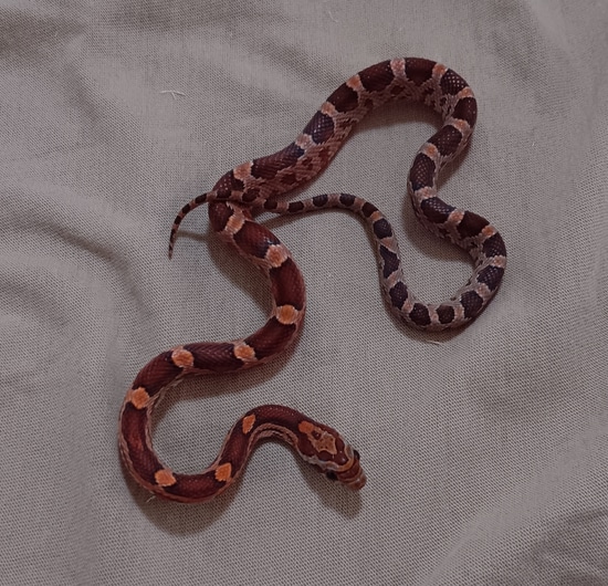 Classic Corn Snake by Kevin’s Snakes