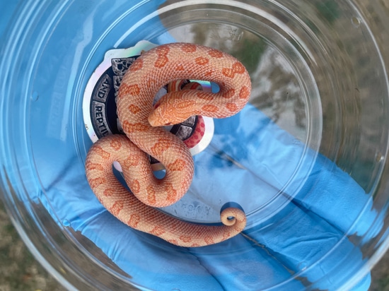 Arctic Conda Sunburst Western Hognose by Beau's Boas and Reptiles