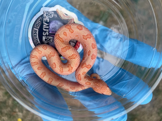 Arctic Conda Sunburst Western Hognose by Beau's Boas and Reptiles