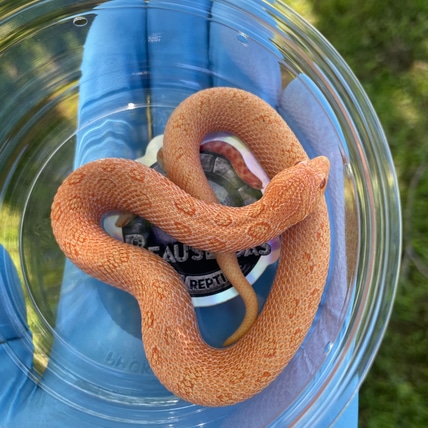 Beau's Boas and Reptiles - MorphMarket