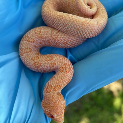 Beau's Boas and Reptiles - MorphMarket