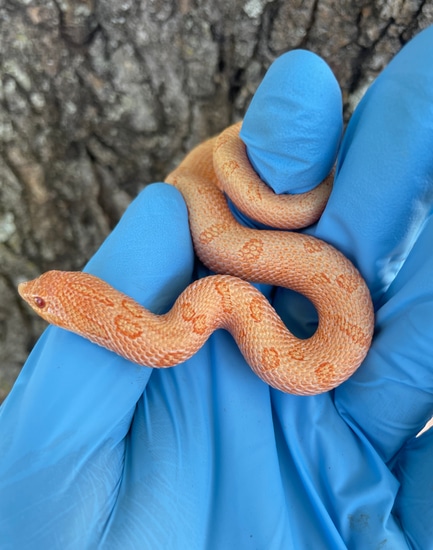 Arctic Conda Sunburst Western Hognose by Beau's Boas and Reptiles