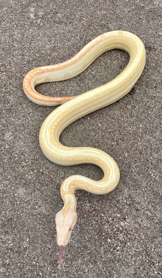 Albino Jungle 100% Het Blood Boa Constrictor by Beau's Boas and Reptiles