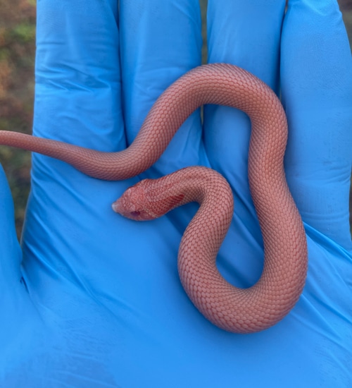 Sunburst Superconda Western Hognose by Beau's Boas and Reptiles