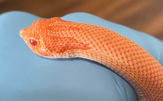 Extreme Red/Purple Line Sunburst Superconda Western Hognose by Beau's ...