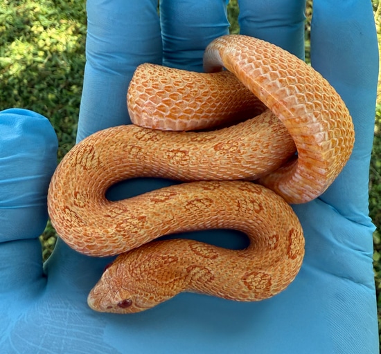 Arctic Sunburst Western Hognose by Beau's Boas and Reptiles