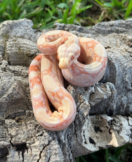 Albino Het Blood 50% Het Leopard Boa Constrictor by Beau's Boas and ...