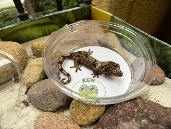 White Collar Pine Island Poss Male From High White Lineage Chahoua ...