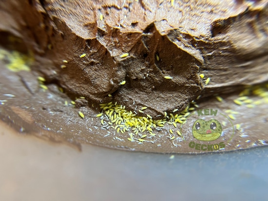 100+ Yellow "Albino" Springtails *8oz Master Culture On Clay* More ...