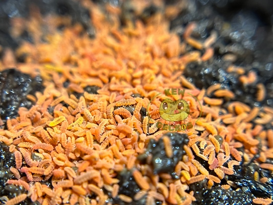 Thai Orange Springtails *30ct Starter Culture On Clay* More ...
