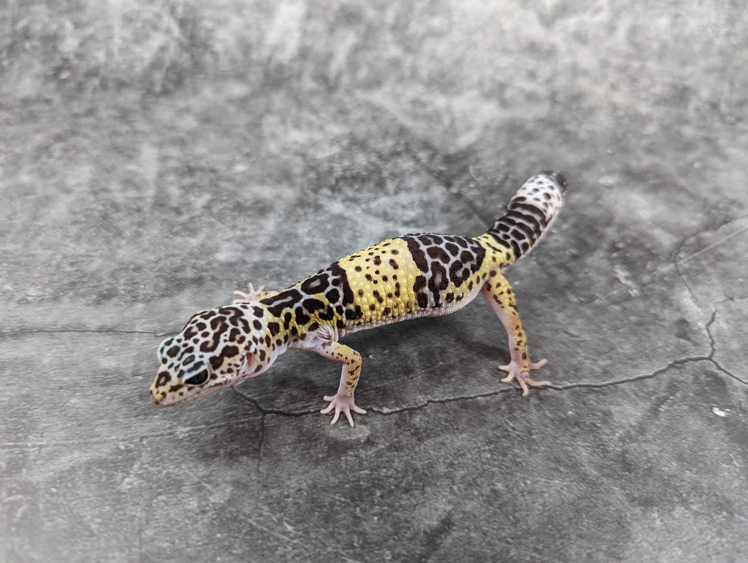 Eublepharis Fuscus Other Gecko by Kexotics - MorphMarket
