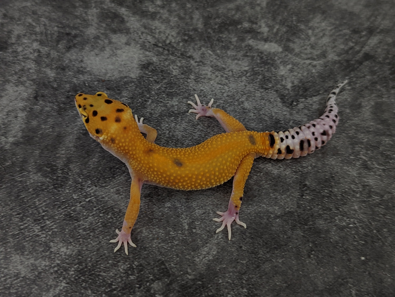 Firebold Eclipse Leopard Gecko by Kexotics - MorphMarket