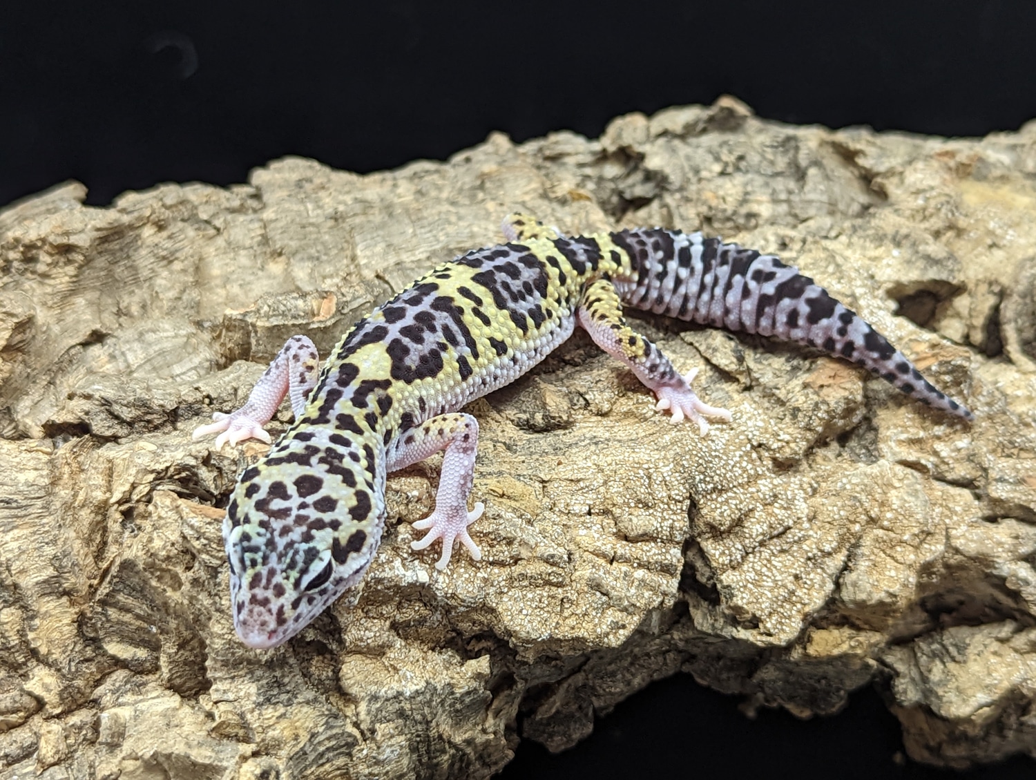 BN Mack Snow Eclipse Leopard Gecko by Kexotics - MorphMarket