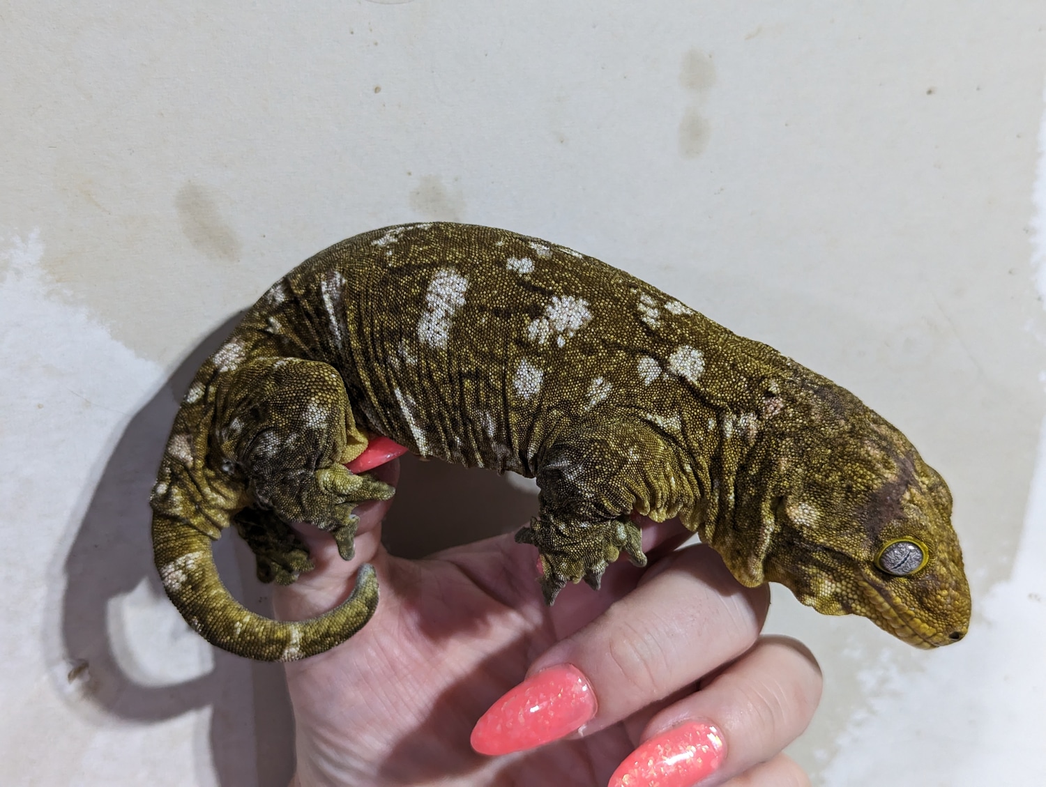 Brosse Female Leachianus Gecko by Kexotics - MorphMarket