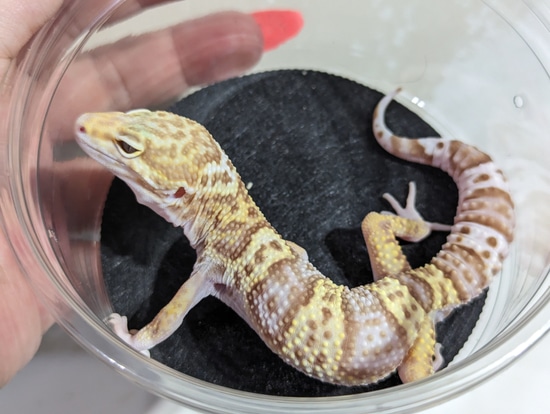 Gem Magma Leopard Gecko by Kexotics