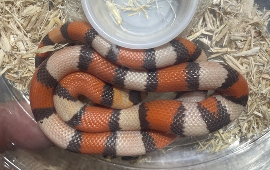 Tri Color Honduran Milk Snake by Kexotics