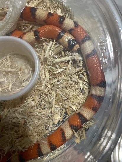 Pretty Tri Color Honduran Milk Snake by Kexotics