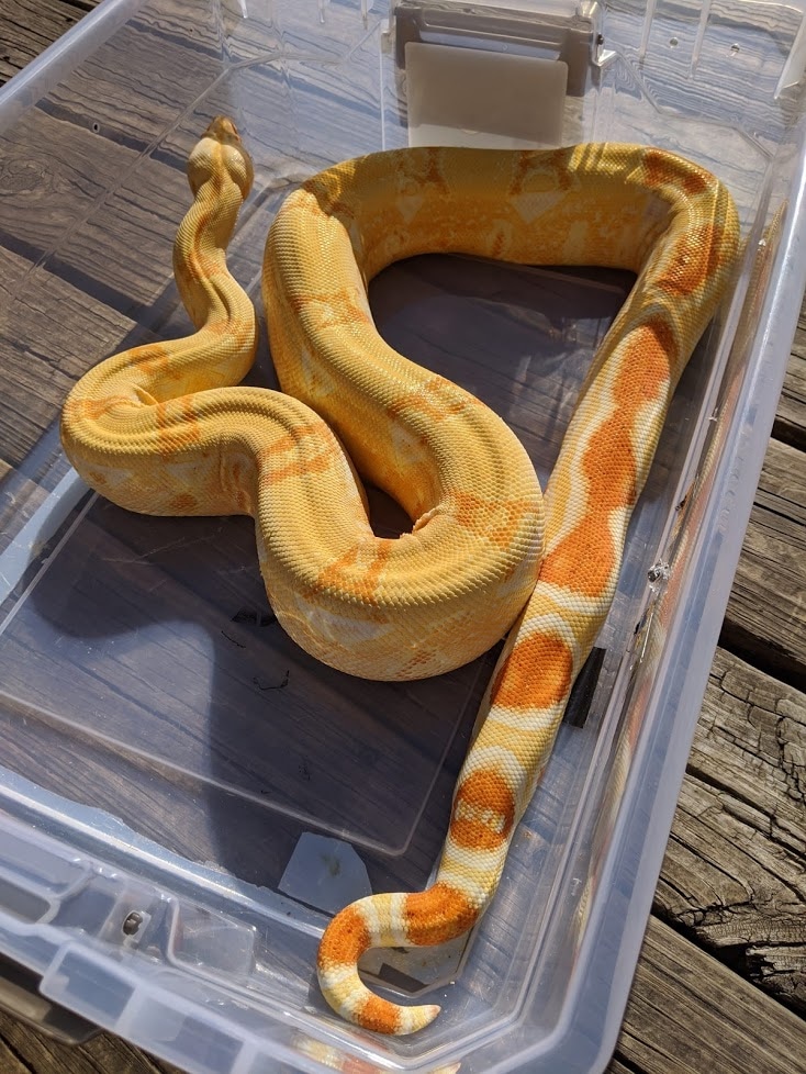 Sharp Albino Jungle Female Boa Constrictor by Key Constrictors ...