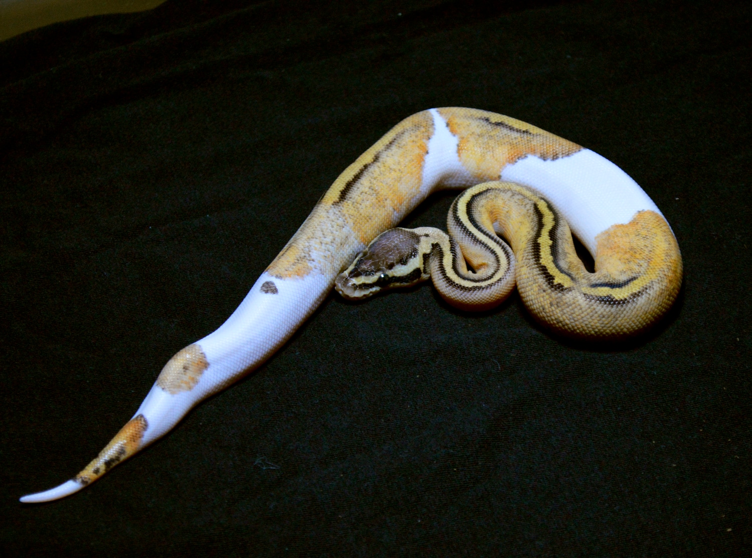Killer Pied Ball Python by Halcyon Pythons - MorphMarket