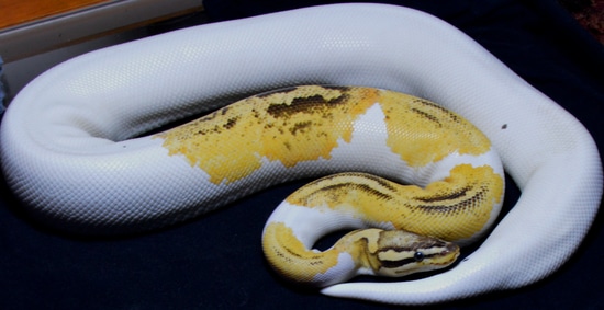 Proven Firefly Orange Dream Pied Ball Python by Halcyon Pythons
