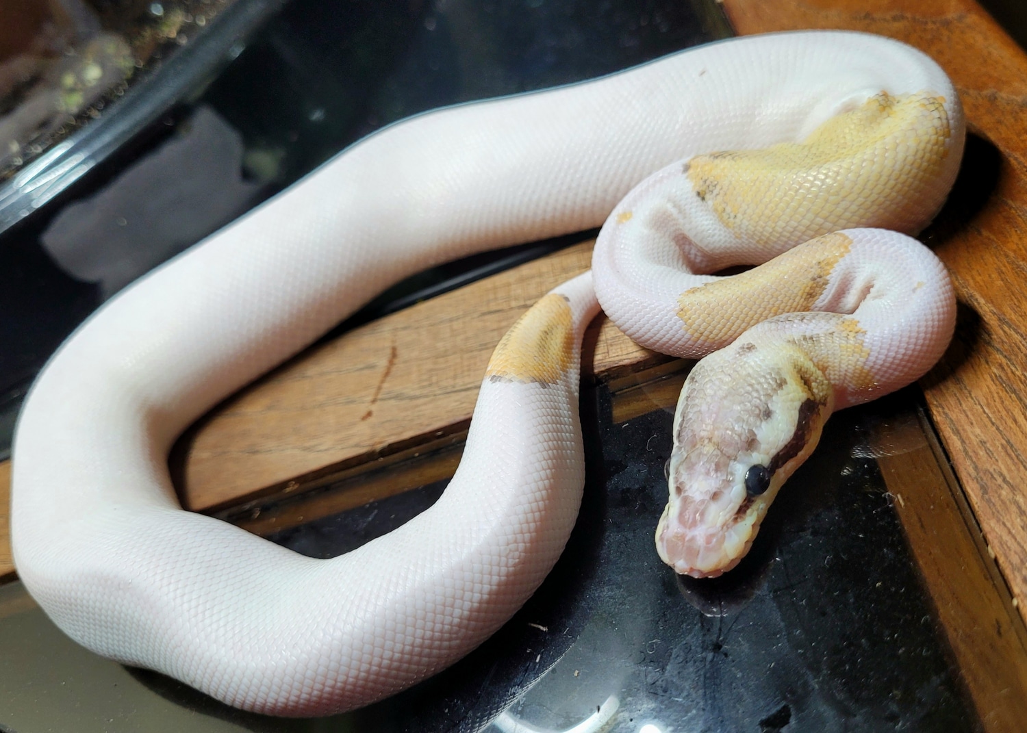 Superfly Pied Ball Python by Halcyon Pythons - MorphMarket