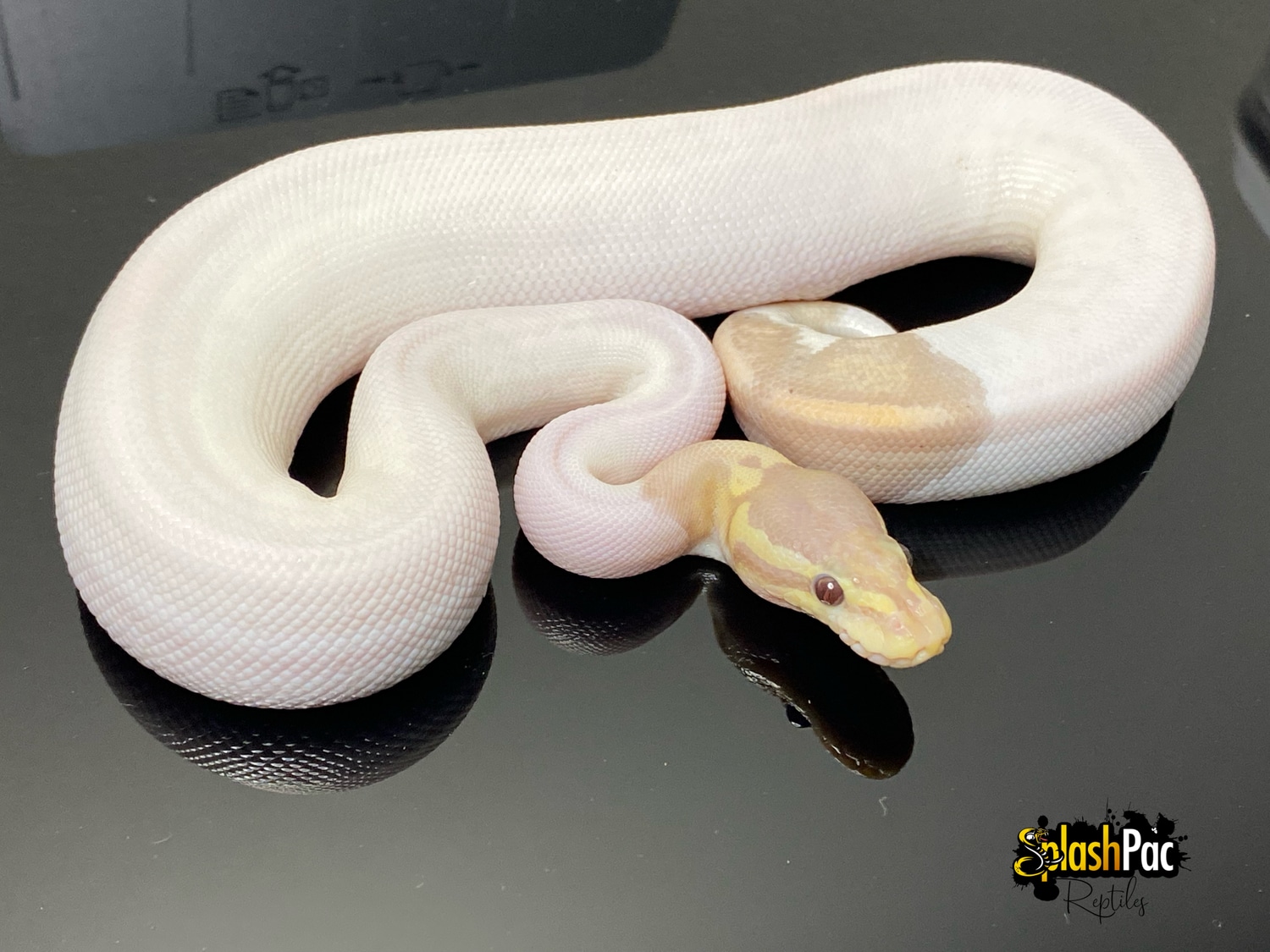 Coral Glow Black Pastel Pied Ball Python by Splashpac Reptiles ...