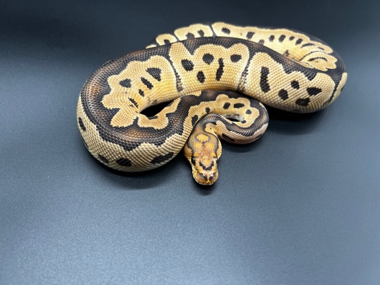 Kiki Project 1.2 Ball Python by Splashpac Reptiles